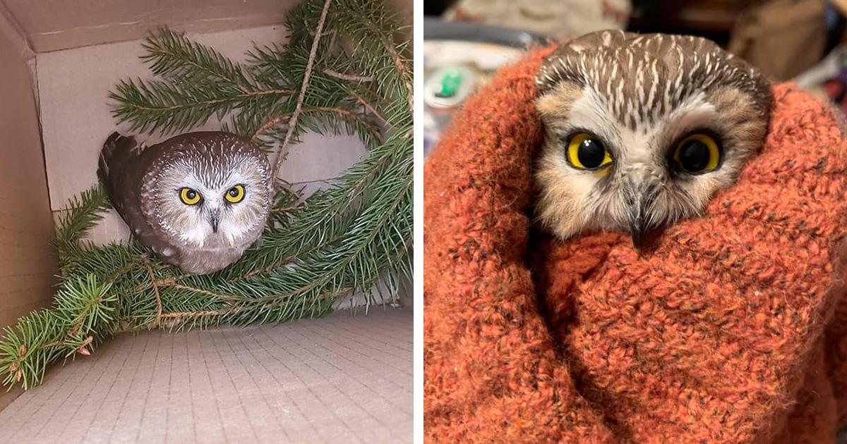 Adorable Little Owl Is Found in Rockefeller Christmas Tree After ...