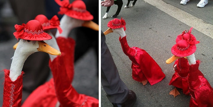 Stylish Ducks Waddle Down the Catwalk in Annual Fashion Show | My ...