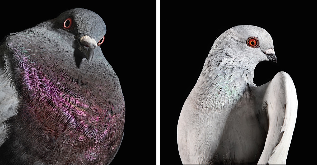Pretty Pigeon Portraits Celebrate the Overlooked Beauty of the Common ...