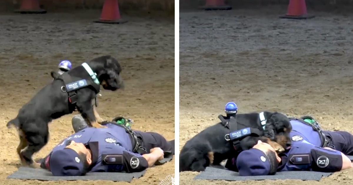 This Heroic Police Dog Shows How to Properly Perform CPR on Humans | My ...