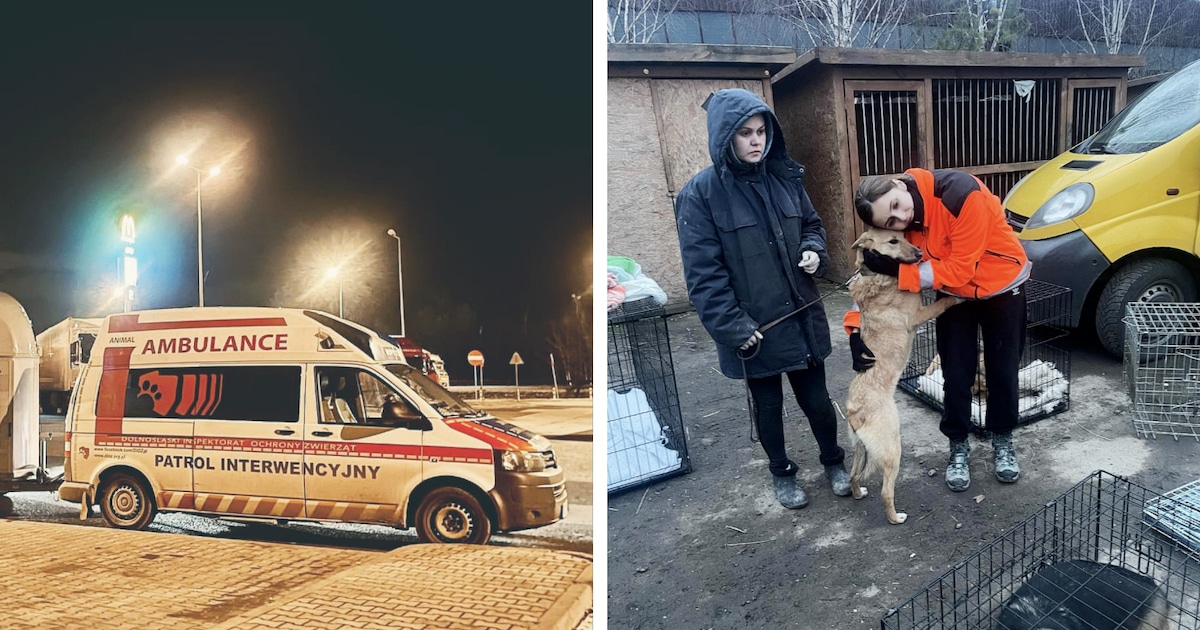 Polish Charity Workers Are Risking Their Lives to Rescue Animals Across ...