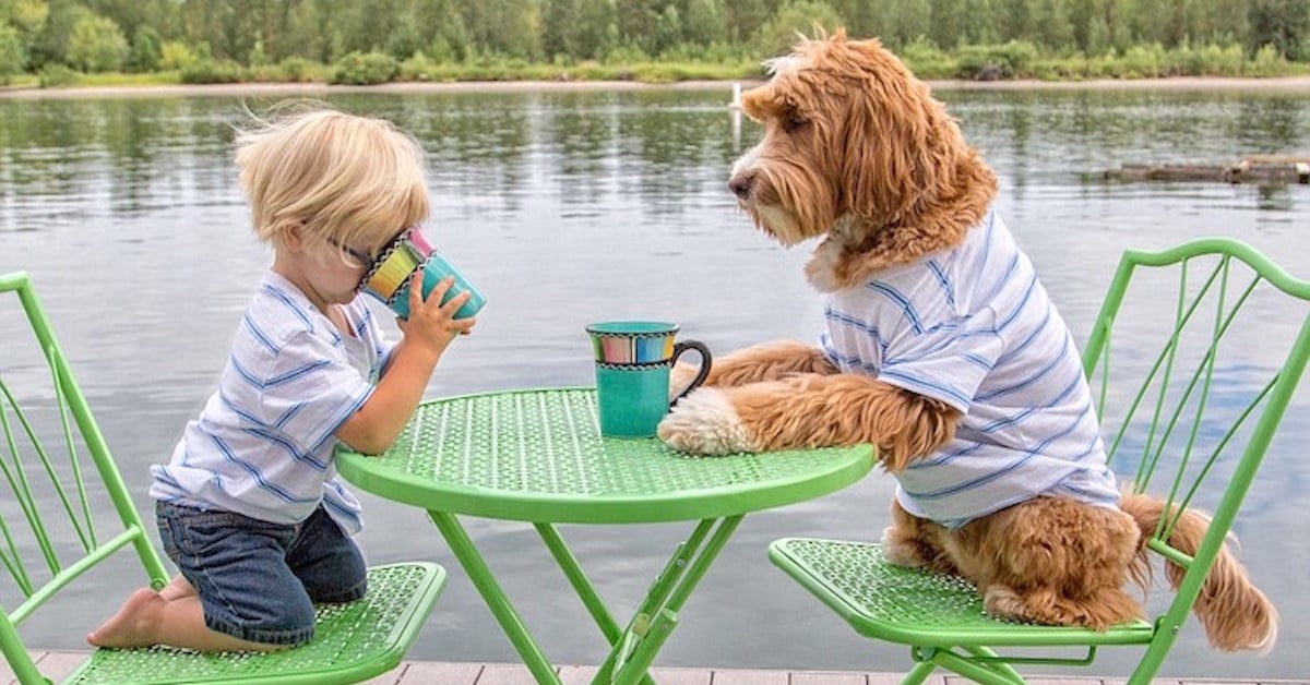 3-Year-Old Boy Forms Adorable Friendship With Foster Family’s Dog | My ...