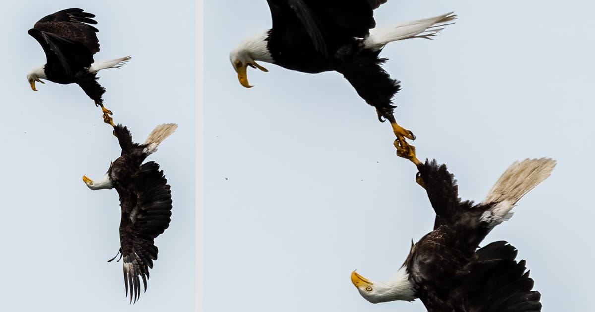 Photographer Captures Amazing Photo of Two Eagles Locking Their Talons ...