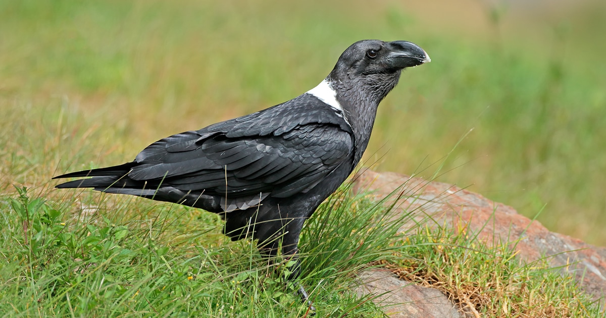 White-Necked Raven Can Accurately Mimic Human Voices | My Modern Met