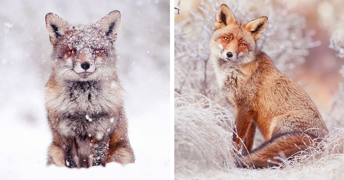 Photographer Captures Real-Life Fairytale of Wild Foxes in Snowy ...