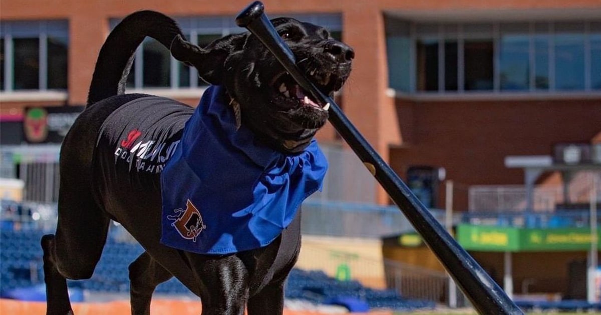 Very Good Dog Is Trained To Collect Discarded Baseball Bats | My Modern Met