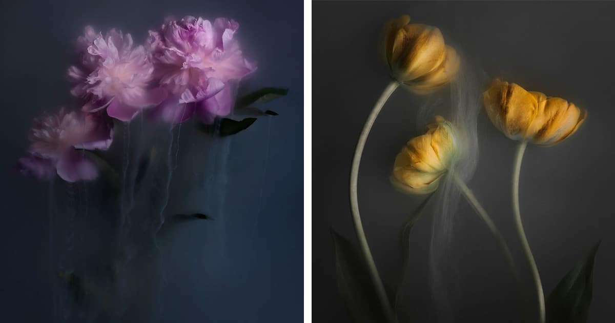 Romantic Photos Capture Delicate Flowers Veiled With Ink-Tinted Water ...