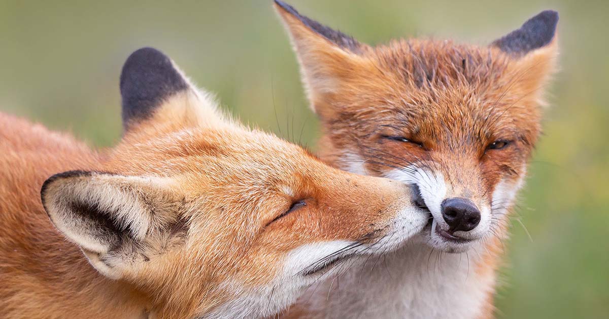 Beautiful Photos Capture Red Foxes in Moments of Warm Affection | My ...