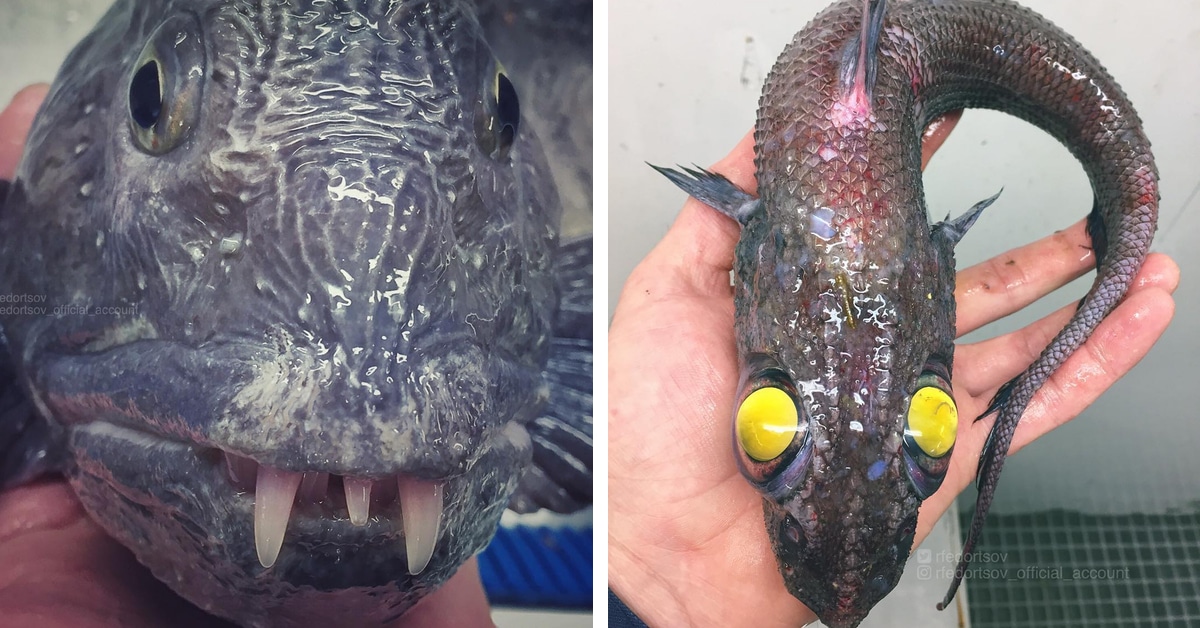 Russian Fisherman Continues to Catch the Weirdest Deep Sea Creatures in ...