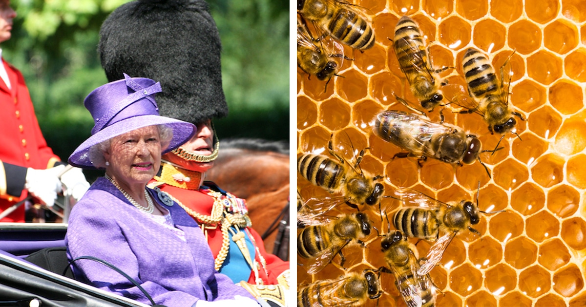 Over a Million “Royal Bees” Were Informed of Queen Elizabeth II’s Passing | My Modern Met