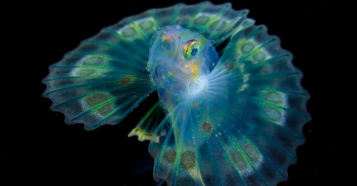 Underwater Photographer Spends 20 Years Capturing Photos of Microscopic ...