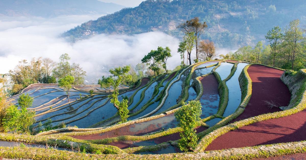 Chinese Scientists Develop Saltwater Rice That Could Feed Over 200 ...