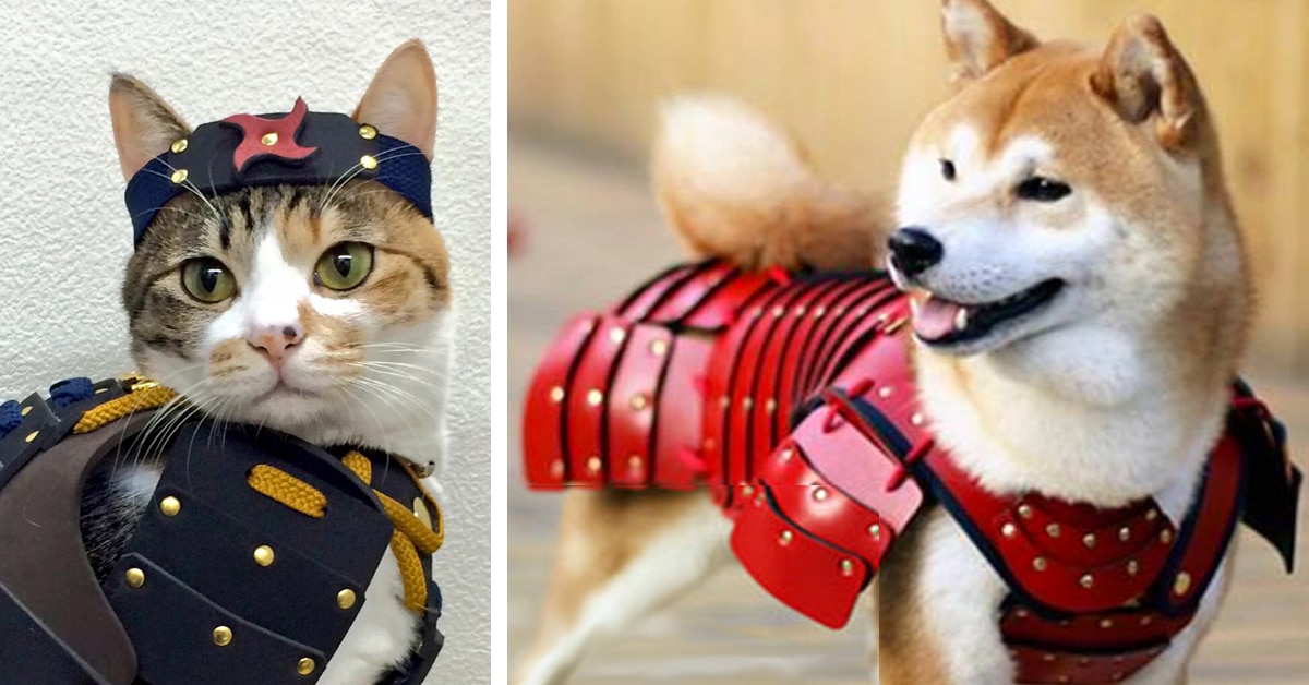 Samurai Armor for Pets Transforms Your Furry Friend into a Loyal ...