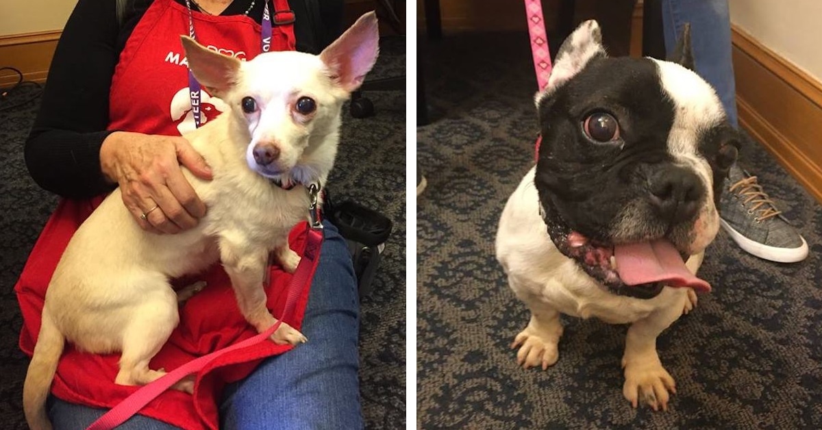 San Francisco Passes Law Requiring Pet Shops to Only Sell Rescue ...