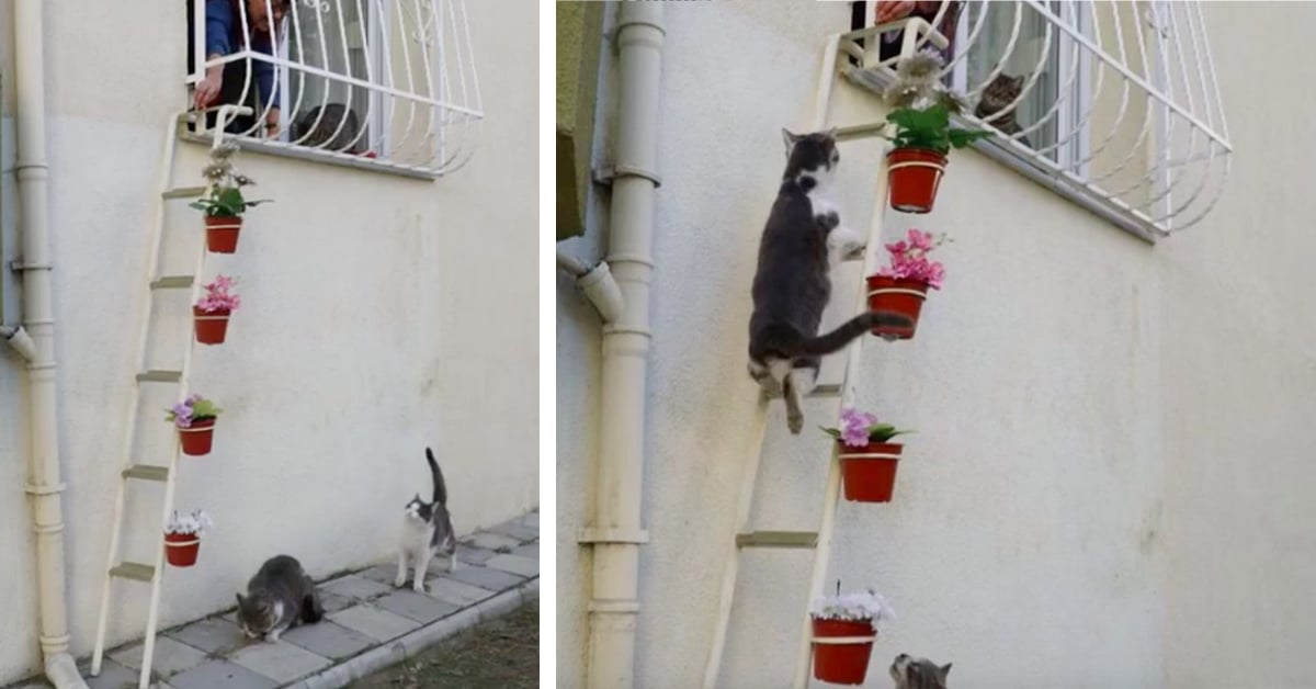 Woman Builds “Cat Ladder” for Cold Strays to Climb into Her Home for ...