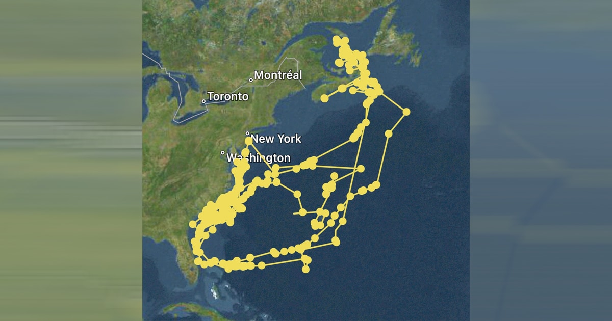 Great White Shark’s GPS Tracking Path Unexpectedly Creates a Self ...