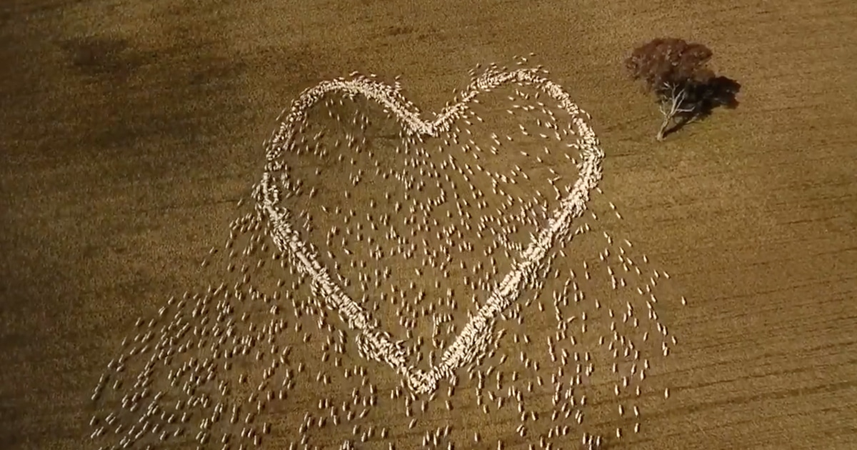 Farmer Herds Sheep Into a Heart Shape To Express His Love and Grief ...