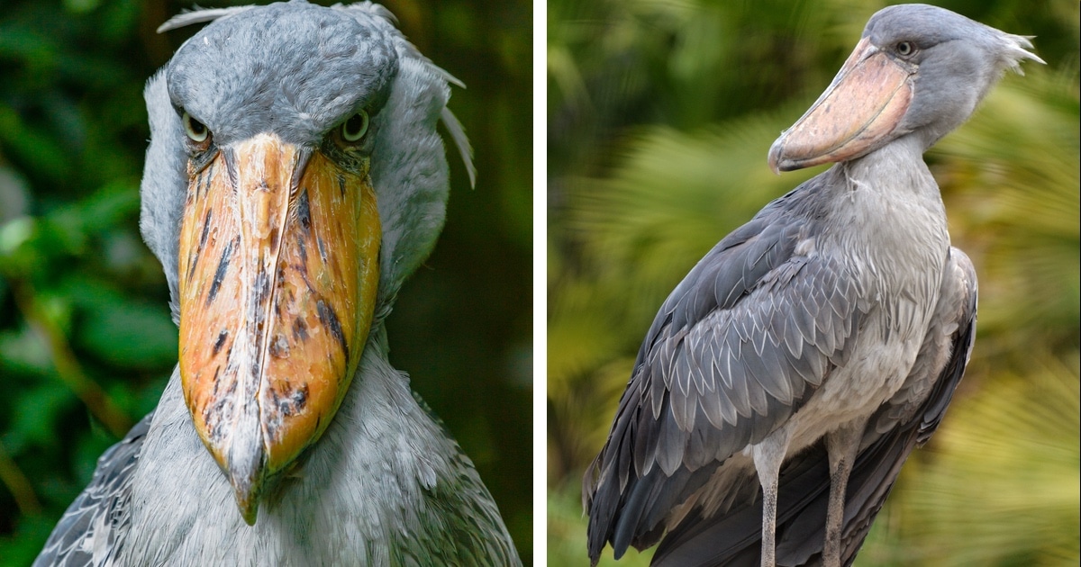 Meet the Shoebill Stork, an Enormous Bird That Looks Like a Muppet | My ...