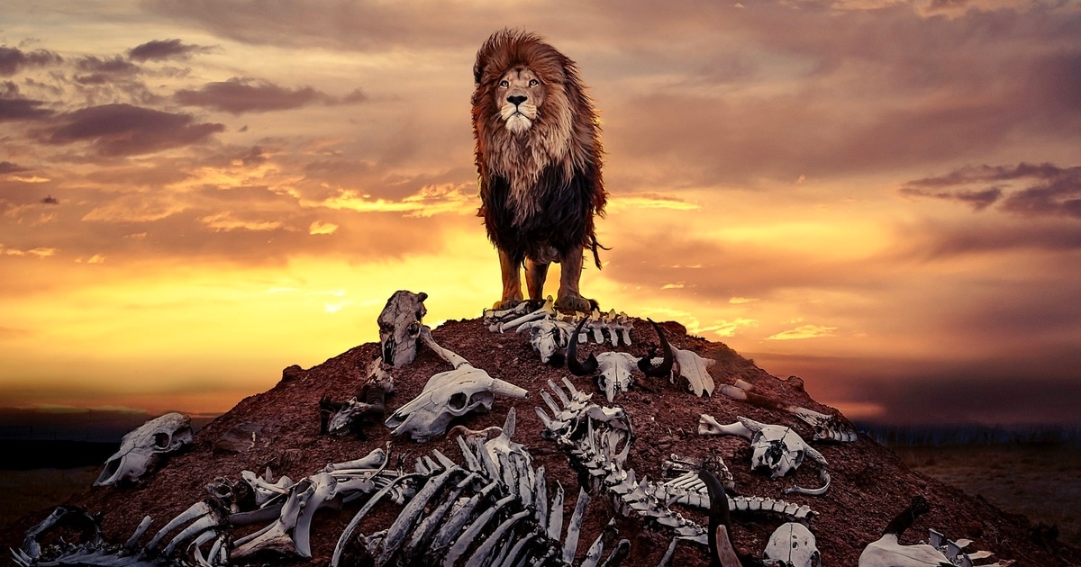 Photographer Captures Proud Lion Standing Triumphantly on a Hill of ...
