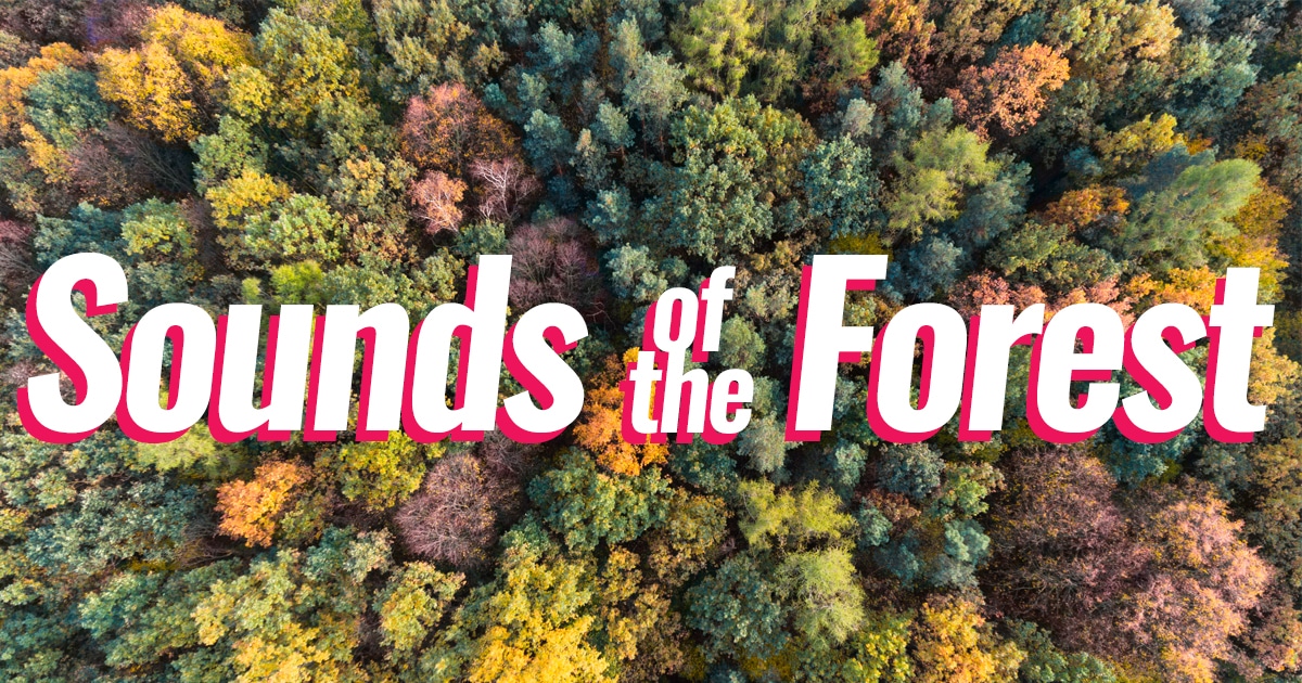 Free Audio Library Features “Sounds of the Forest” From Around the ...