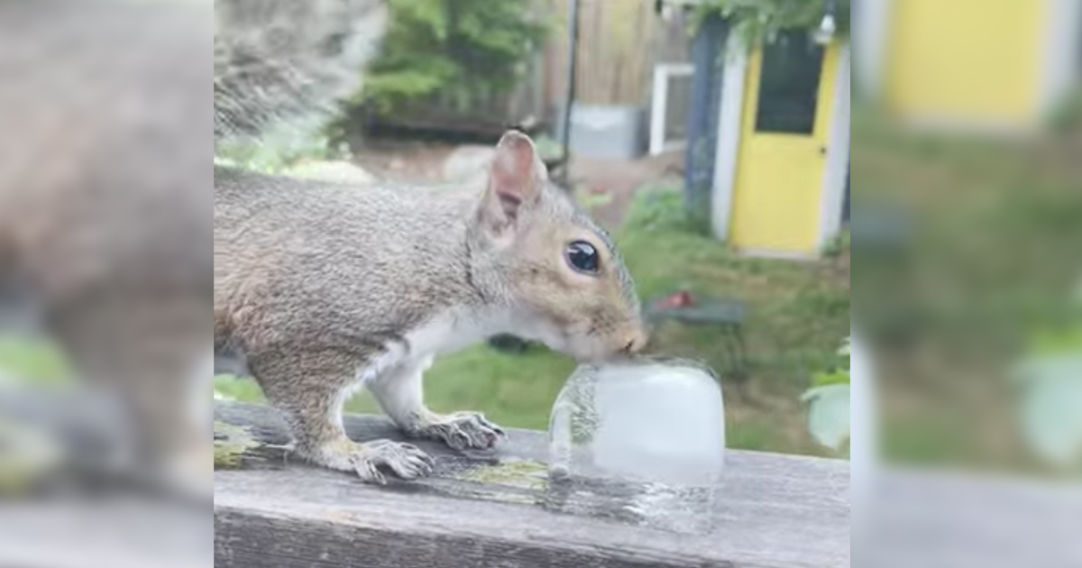 Watch a Thirsty Squirrel Drink From an Ice Cube During Portland ...