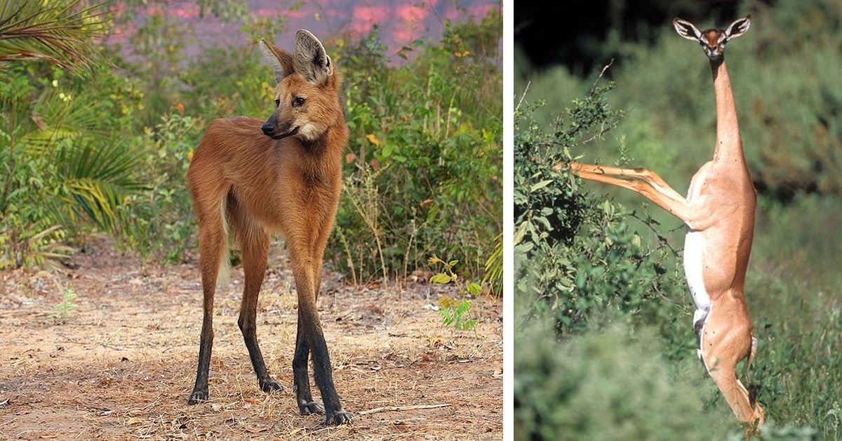 20+ Strange Animals You Didn’t Know Existed | My Modern Met