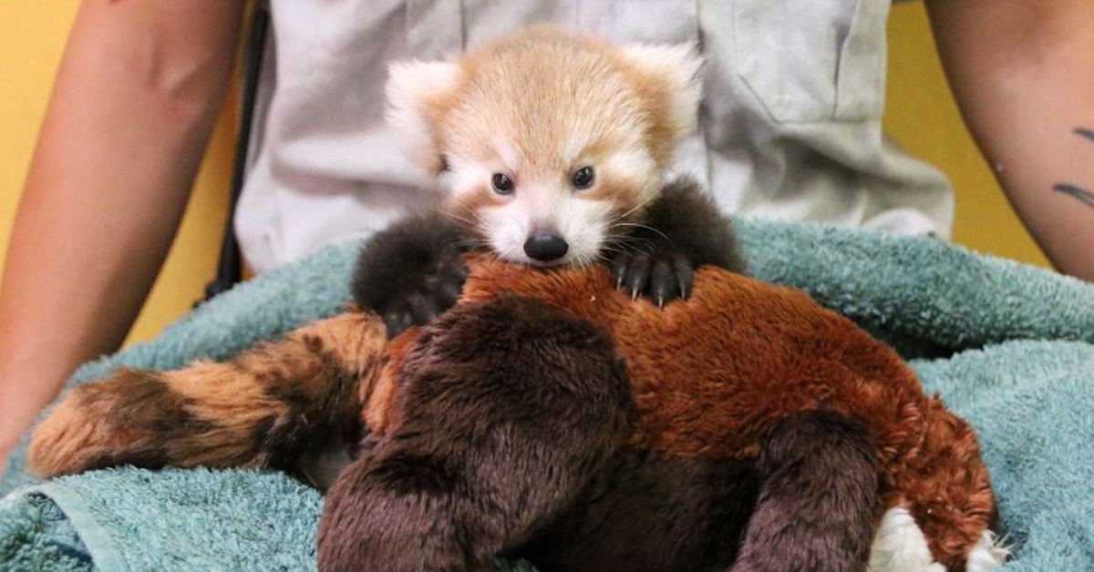 Adorable Red Panda Cub Can’t Stop Hugging Toy That Looks Just Like Her ...