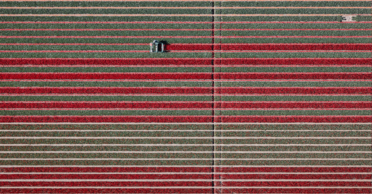 Mesmerizing Aerial Photos of Tulip Fields in Full Bloom | My Modern Met