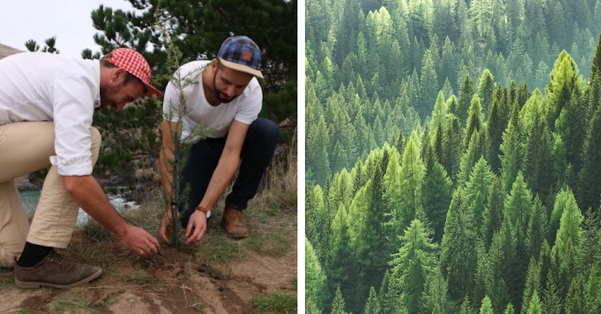 Over 600,000 Trees Are Planted in Response to President Trump’s Climate ...