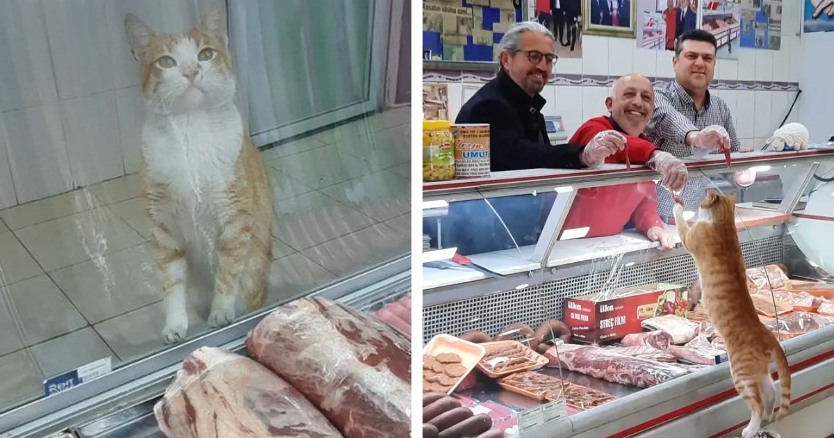 This Butcher Shop Has a Policy To Always Offer Stray Animals Some Tasty ...