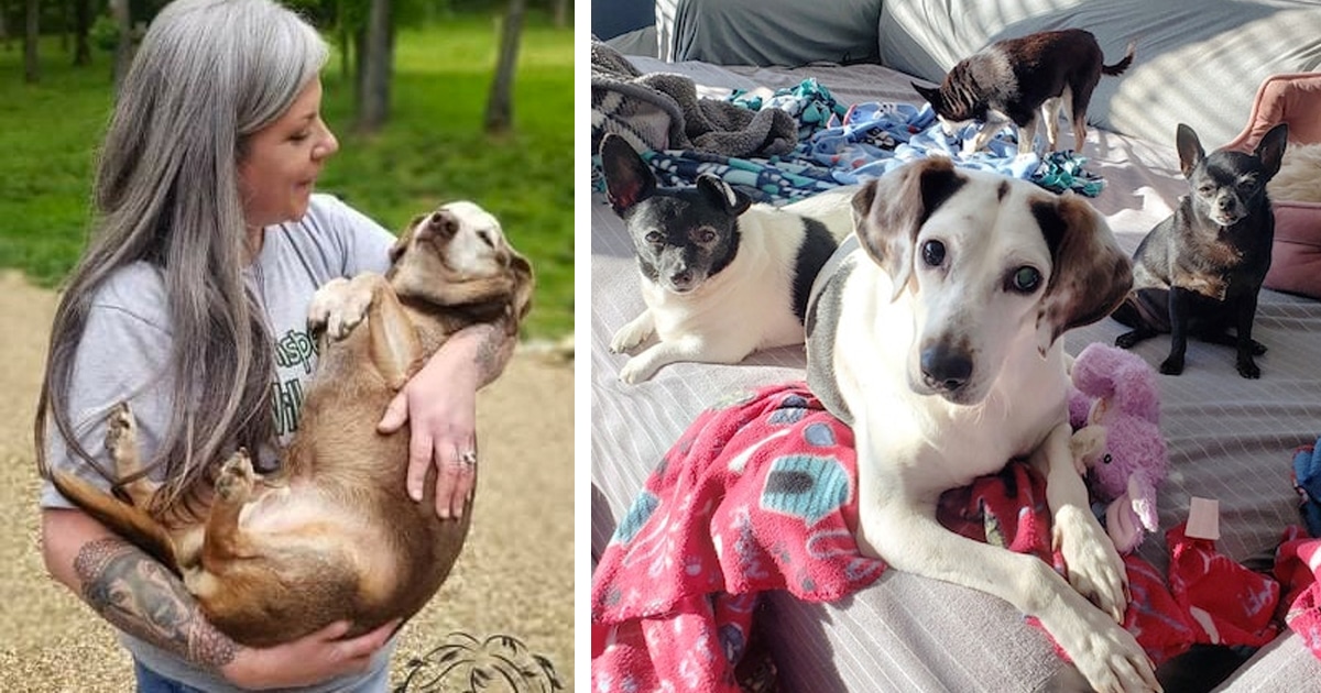 Woman Transforms Home Into a Sanctuary for Senior Dogs To Live Their ...