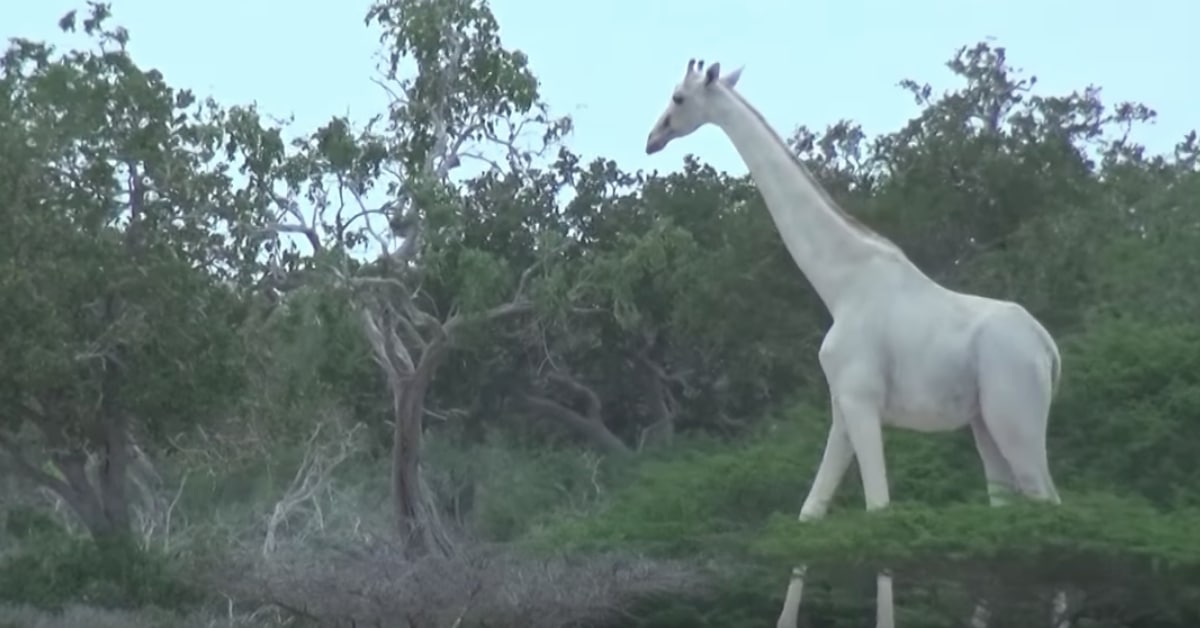 Rare White Giraffes Captured on Film for the First Time in Kenya | My ...