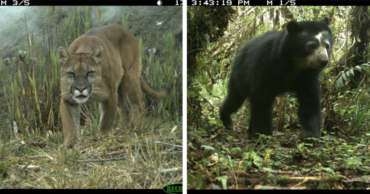 Scientists Use Camera Traps To Create World’s Largest Photo Database of ...