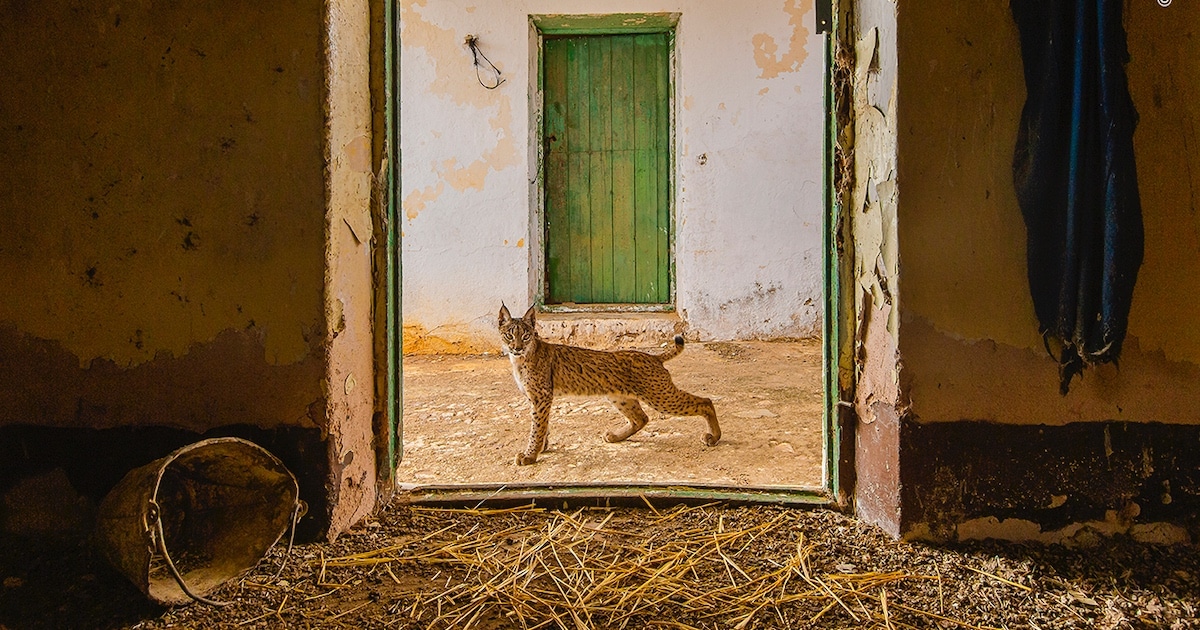 Stunning Shortlisted Photos From the 2021 Wildlife Photographer of the ...