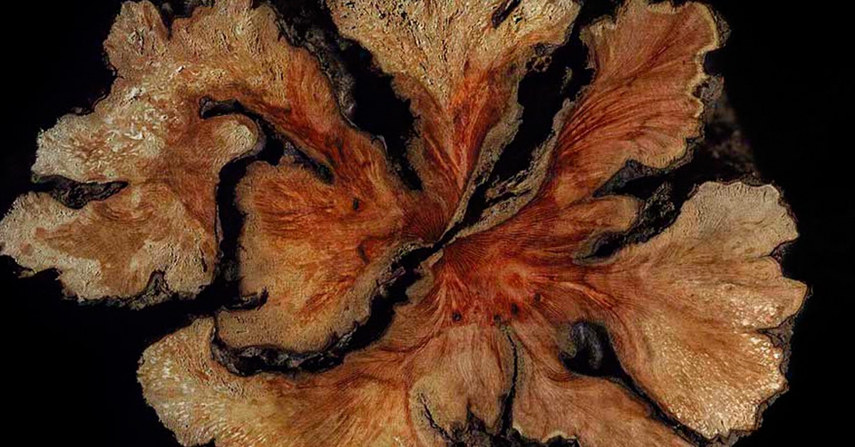 Mesmerizing Animation Made Entirely of Wood Transforms into Weightless ...