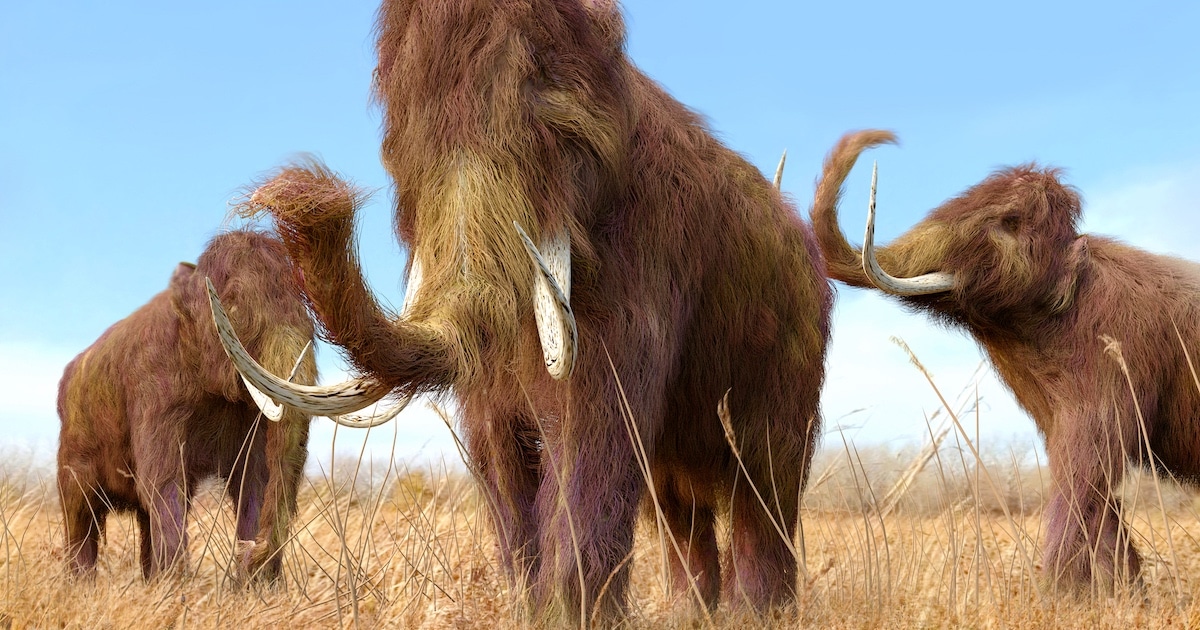 Biotech Company Raises $15 Million to Bring the Woolly Mammoth Back to ...