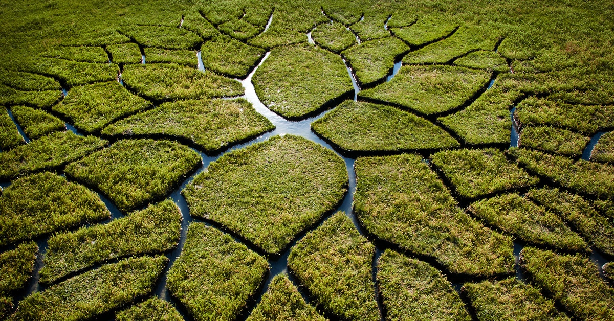Tree-Like Pattern Dug into the Ground Makes a Desolate Green Field Come ...