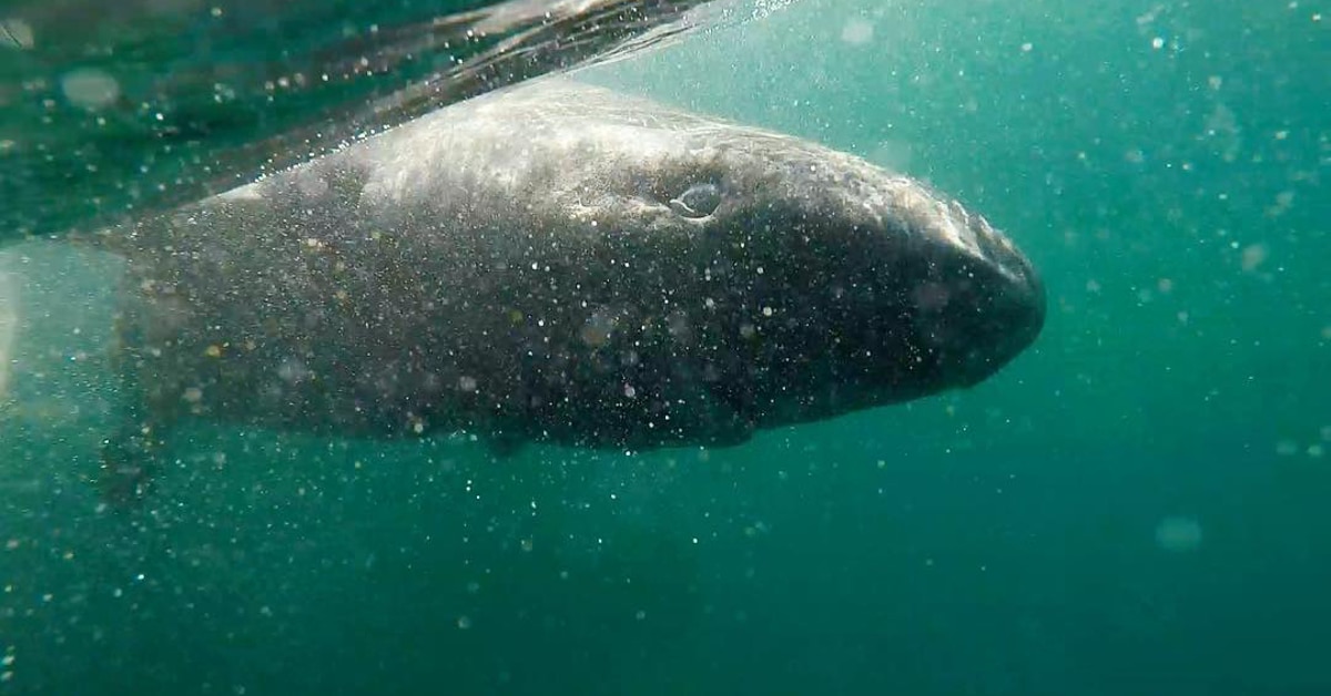 512-Year-Old Greenland Shark May Be the Oldest Living Vertebrate on ...