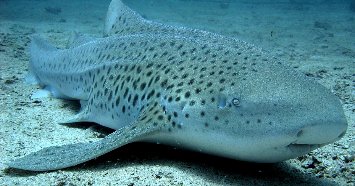 Zebra Shark Living in Isolation for 4 Years Gives Birth Without a Male ...