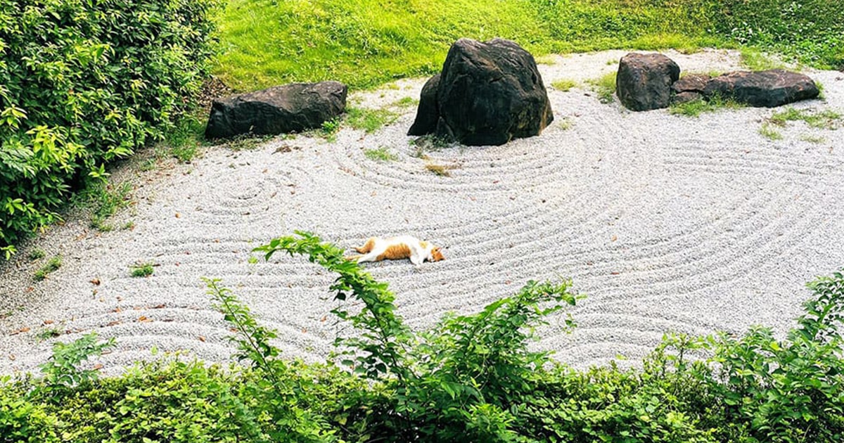 Super Zen Cat Takes a Nap in the Middle of a Japanese Zen Garden | My ...