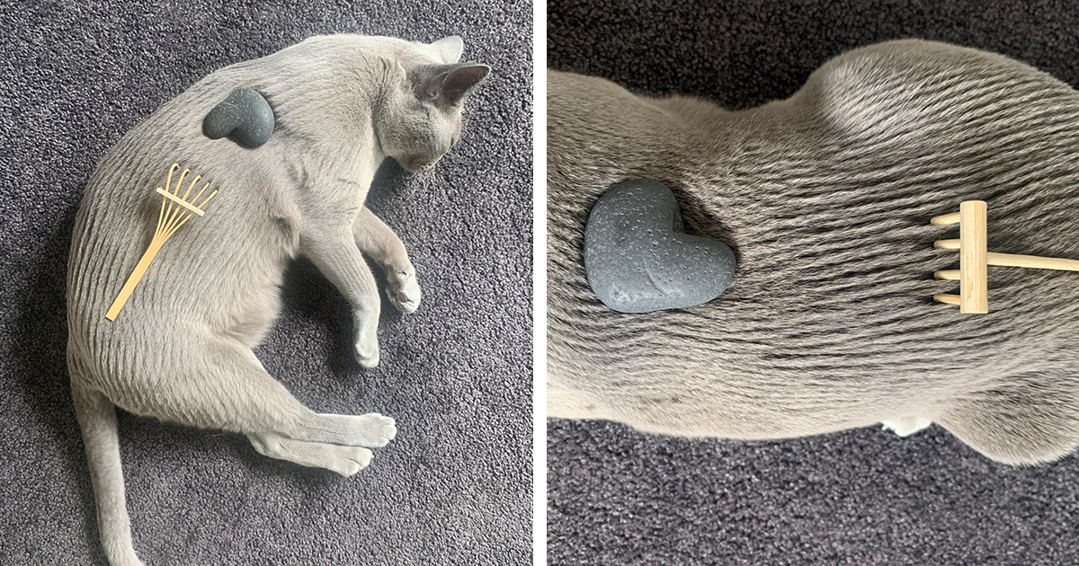 Woman Turns Her Chilled Out Cat Into a Zen Garden | My Modern Met