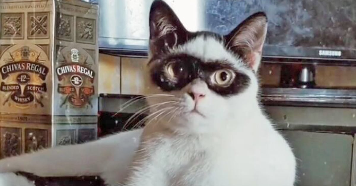 This Cat Is Nicknamed “Zorro” for the Mask-Like Marking Across His Face ...