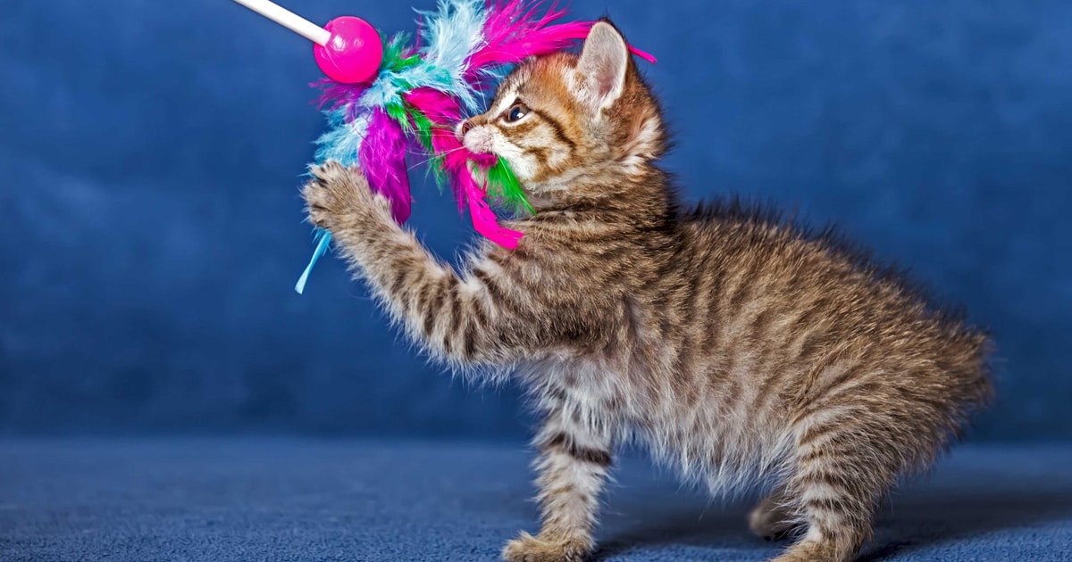 24 of the Best Cat Toys That Will Delight Your Furry Friend | My Modern Met