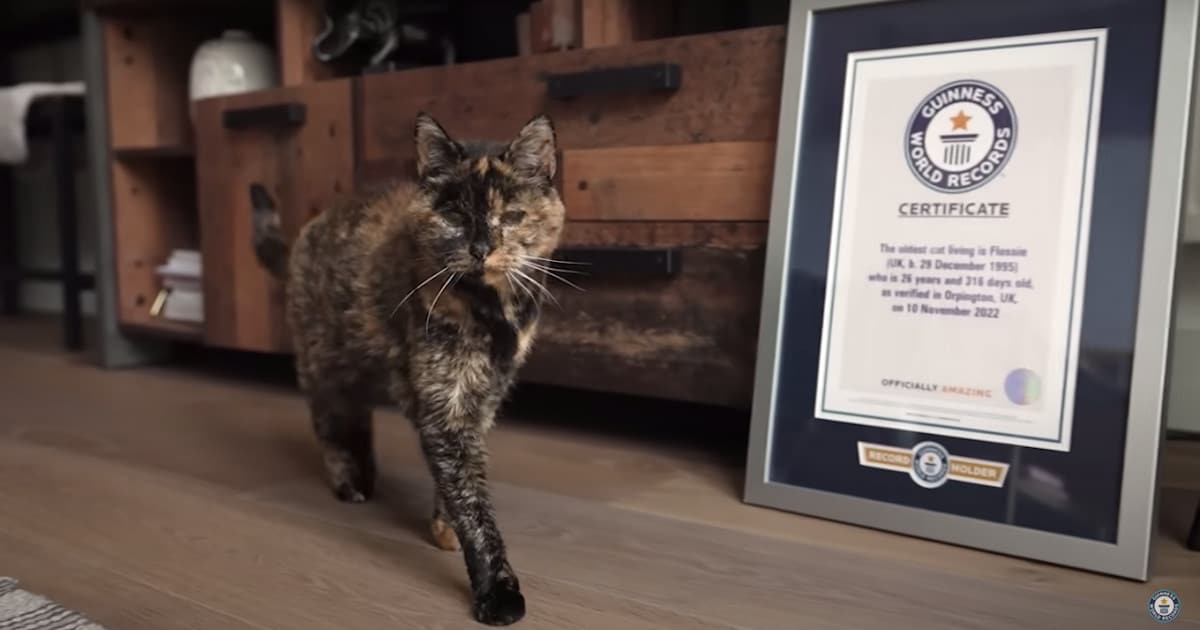 Flossie the Feline Named the Oldest Living Cat by Guinness World ...